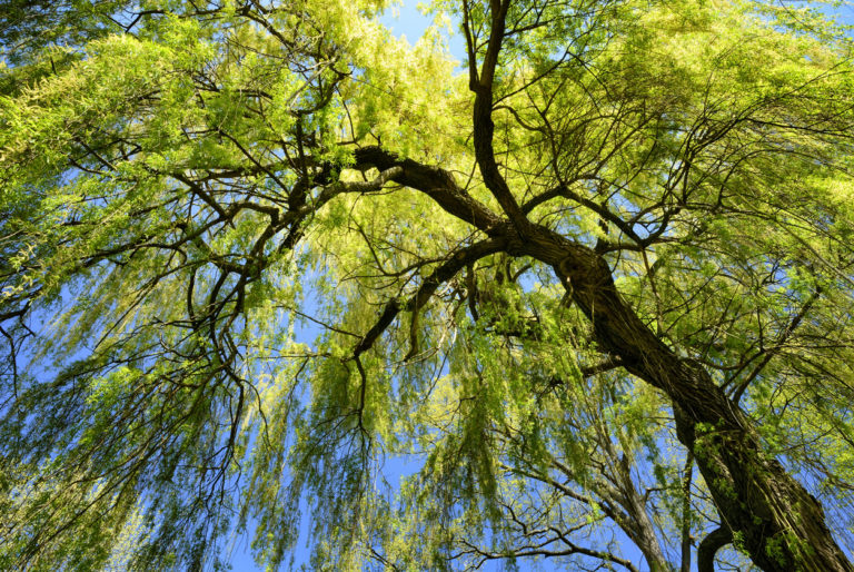Weeping willow in spring - Willow Grove Advisors